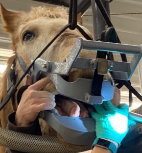 Wellness Program | Blue Water Equine Hospital